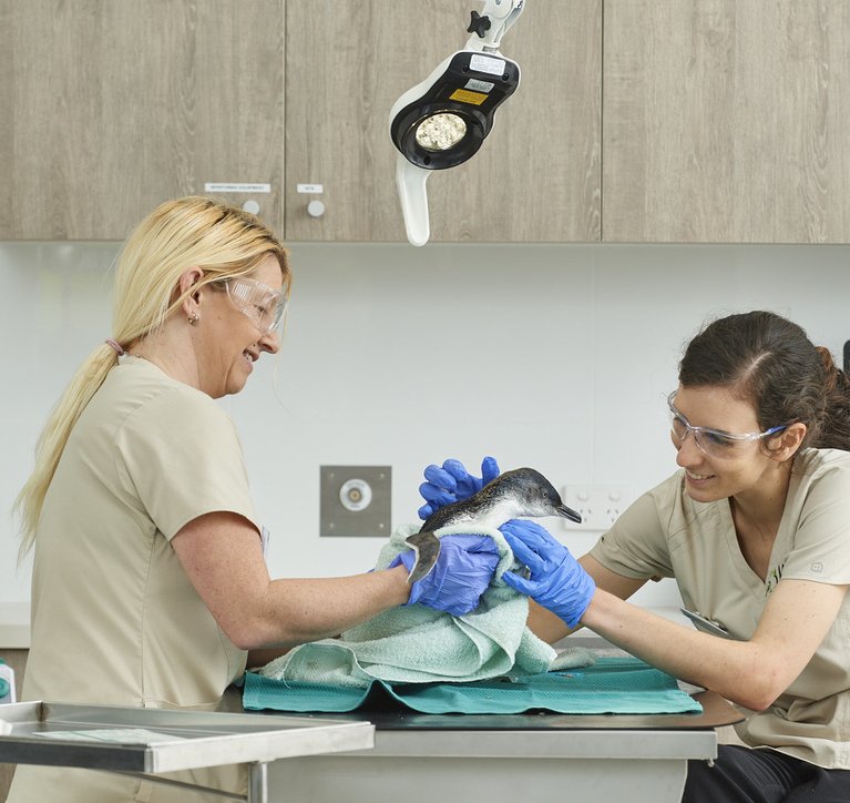 WA Wildlife Hospital - WA Wildlife