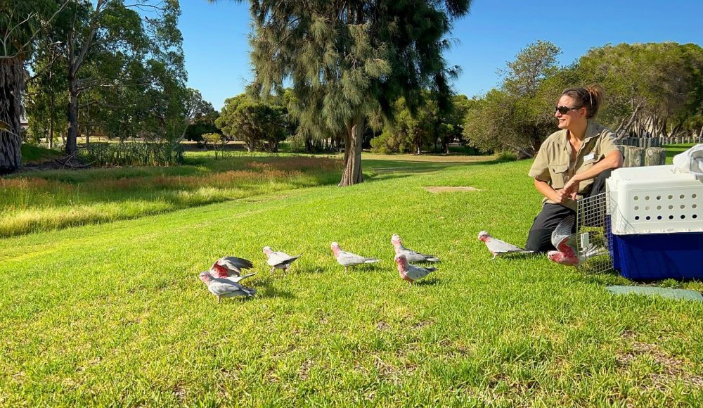 Rehabilitation - WA Wildlife