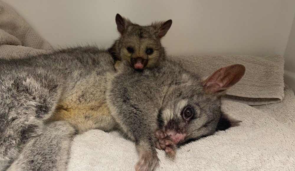 WA Wildlife Hospital - WA Wildlife