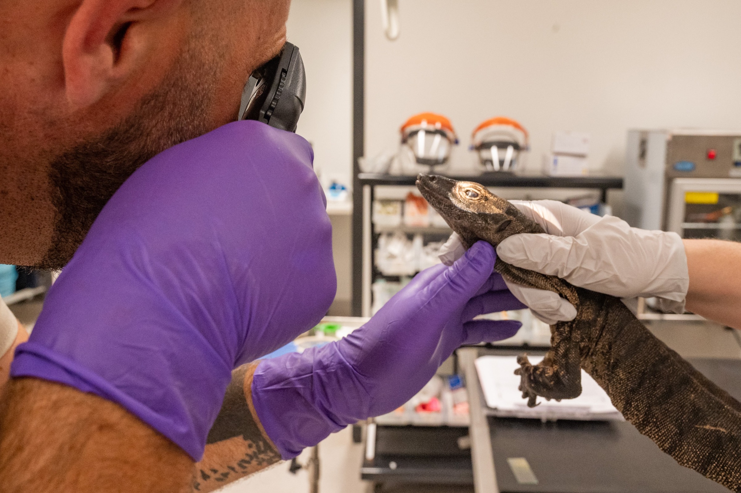 Research - WA Wildlife