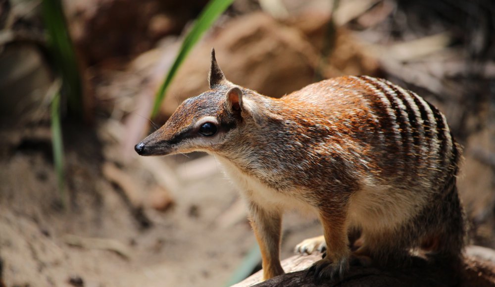 Wildcare Helpline - WA Wildlife