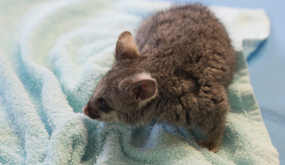 Found an injured animal? - WA Wildlife