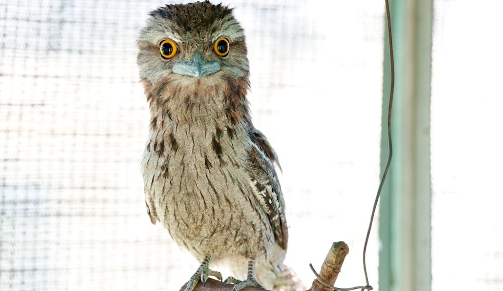 Incursions/Excursions (for Schools) - WA Wildlife