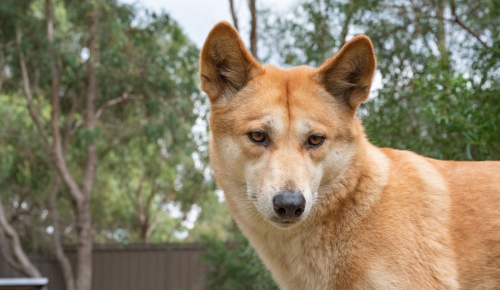 Educational Tours (for Schools) - WA Wildlife