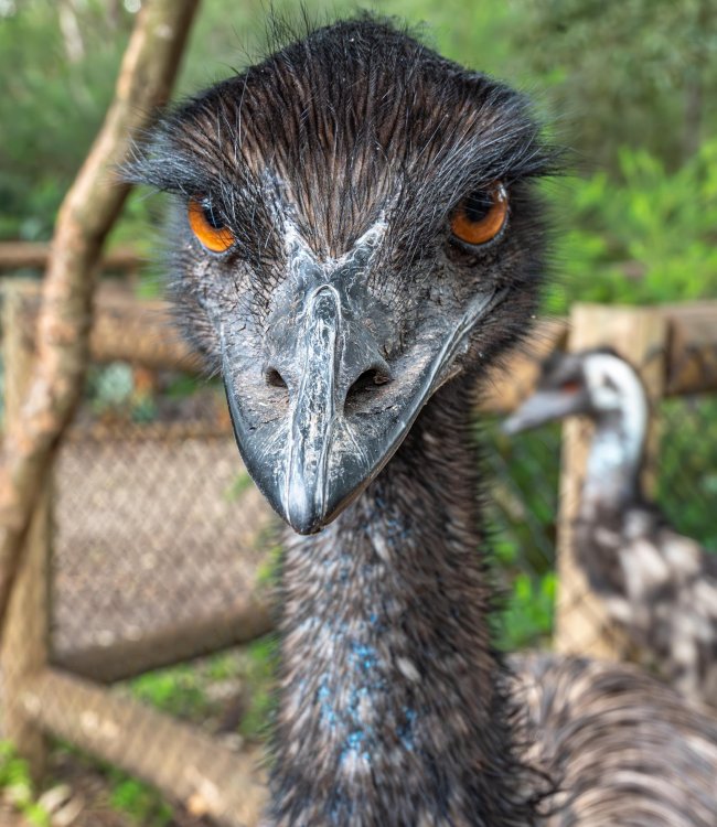 Incursions/Excursions (for Schools) - WA Wildlife