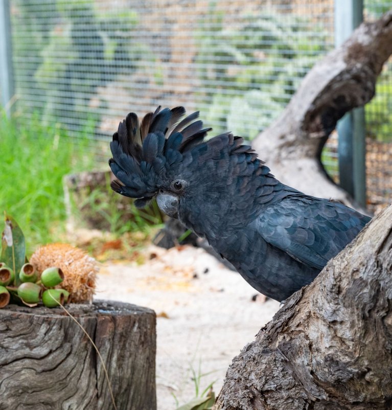 Incursions/Excursions (for Schools) - WA Wildlife