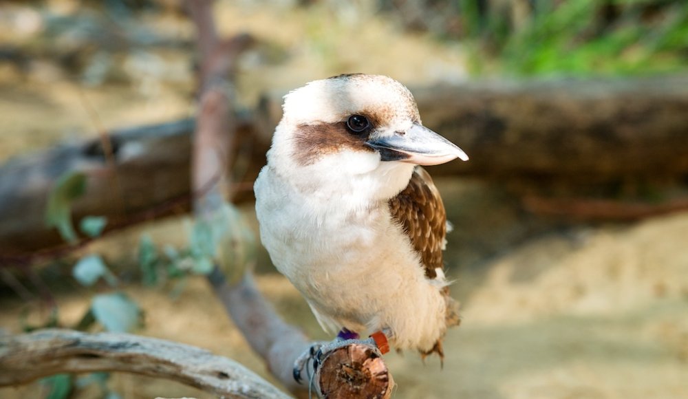 Educational Tours (for Schools) - WA Wildlife