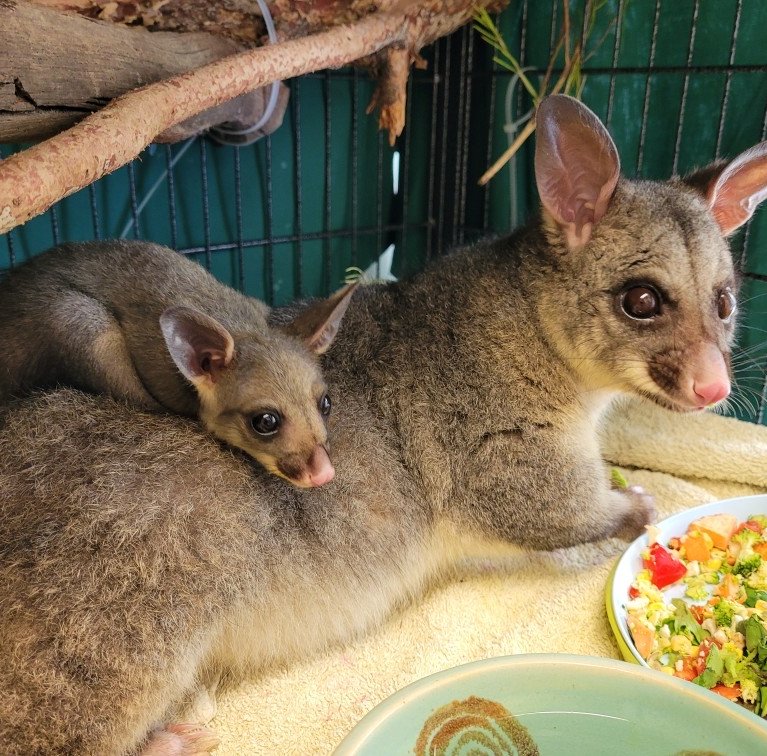 Climate Change and Sustainability - WA Wildlife