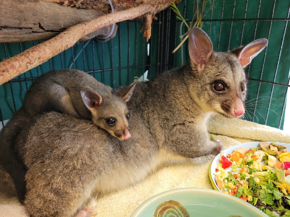Climate Change and Sustainability - WA Wildlife
