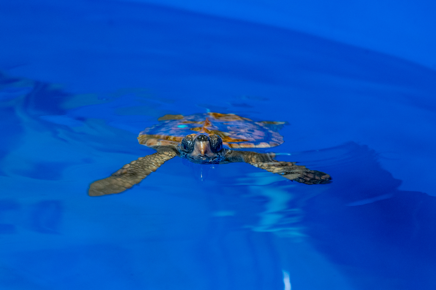 Marine Turtles - WA Wildlife